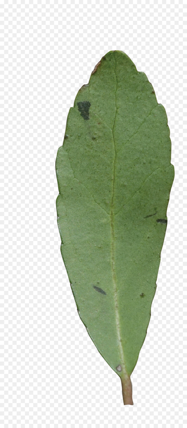 Free: Leaf, Plant Pathology, Pathology, Green PNG - nohat.cc