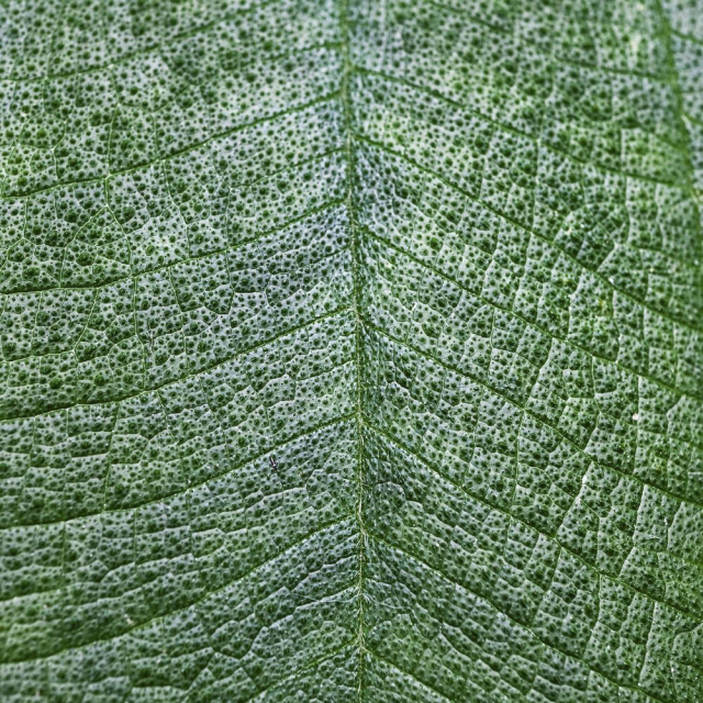 Free: Leaf texture close up background, | Free Photo - rawpixel - nohat.cc
