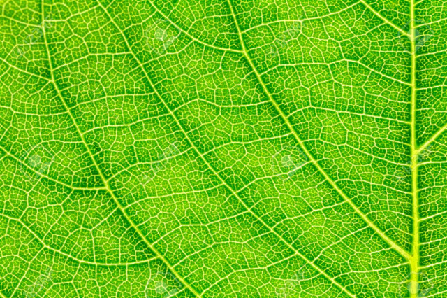 Free: Leaf Texture Pattern For Spring Background, Environment And ...