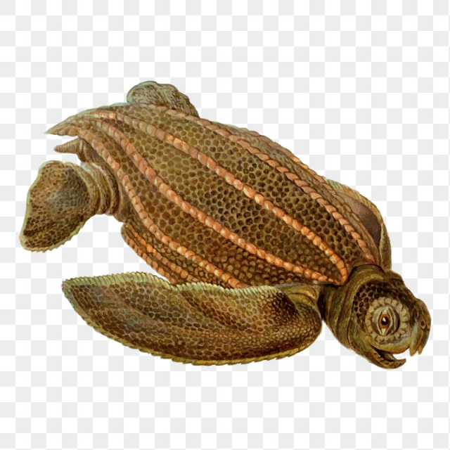 Free: Leatherback turtle png sticker, transparent | Free PNG - rawpixel ...