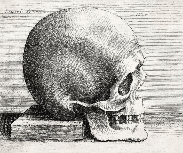 Free: Leonardo da Vinci's Skull in profile | Free Photo Illustration ...