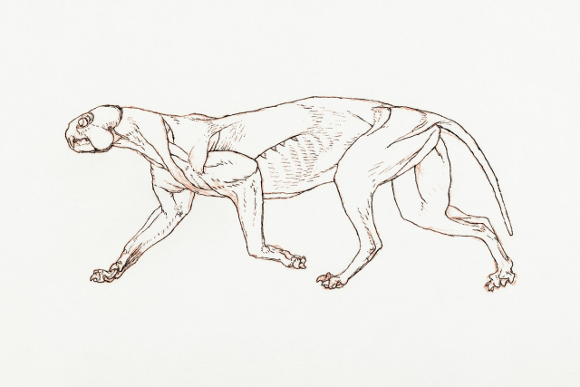 Free: Leopard Body, Lateral View (Later stage in… | Free public domain ...