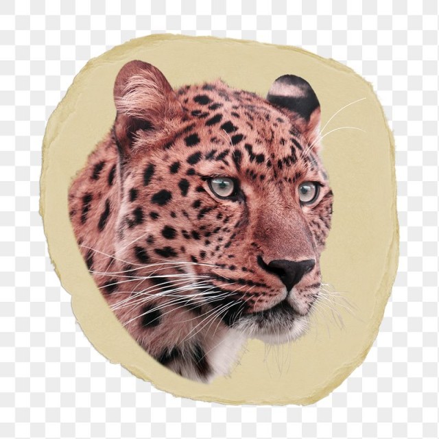 Free: Leopard tiger png ripped paper | Free PNG - rawpixel - nohat.cc