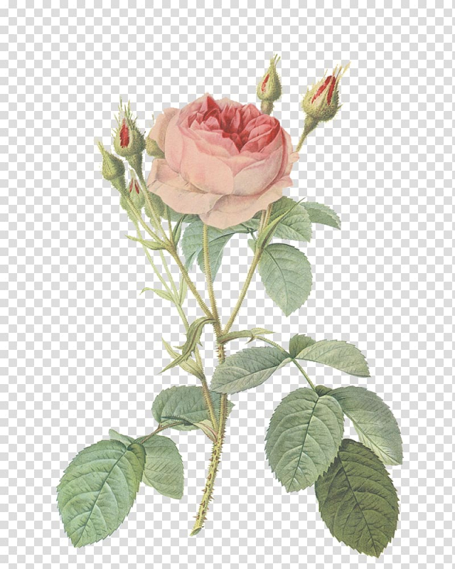 Free: Les roses Redoute Rose Prints Botanical illustration, rose ...