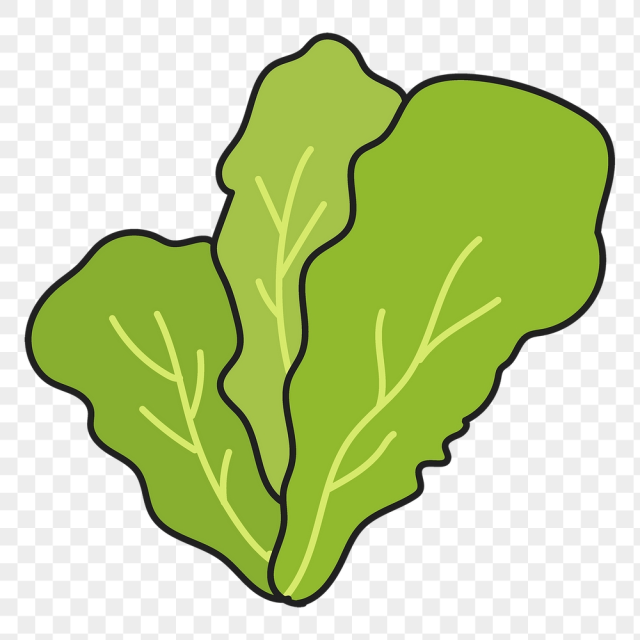 Free: Lettuce png sticker, vegetable doodle | Free PNG Illustration ...