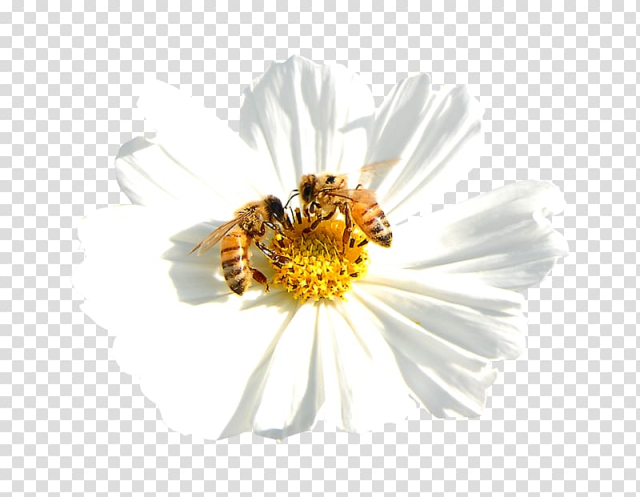 Free: Light Bee Nectar Visible spectrum, White flowers with bees ...