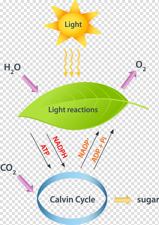Light Reaction And Calvin Cycle