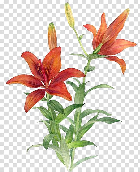 Free: Lilium bulbiferum Red Flower, Red lily transparent background PNG ...