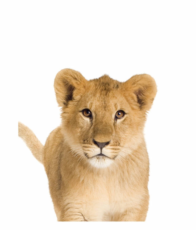 Free: Lion Cub In White Background | Transparent PNG Download #384429 ...