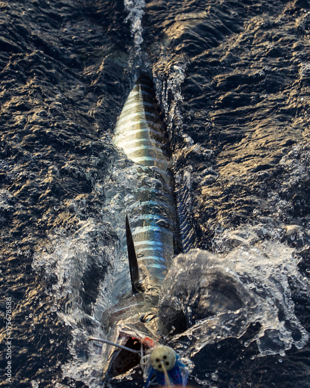 Free: Live Ono Fish being reeled in from Hawaiian Ocean - nohat.cc