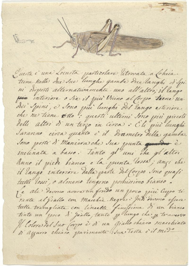 Free: Locust by Luigi Balugani | Free Photo - rawpixel - nohat.cc