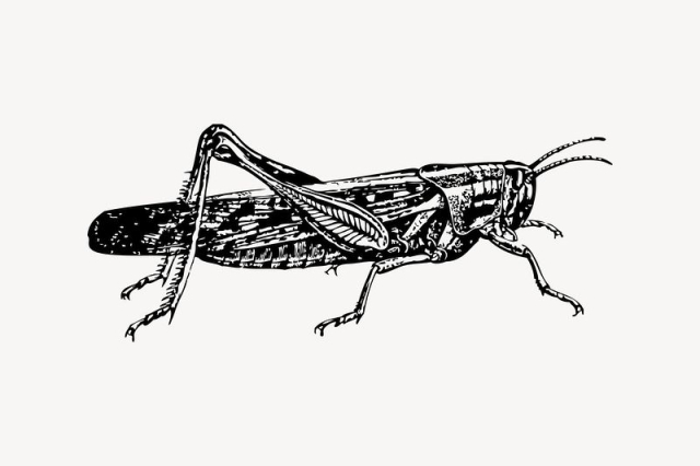 Free: Locust clipart, vintage illustration vector. | Free Vector ...