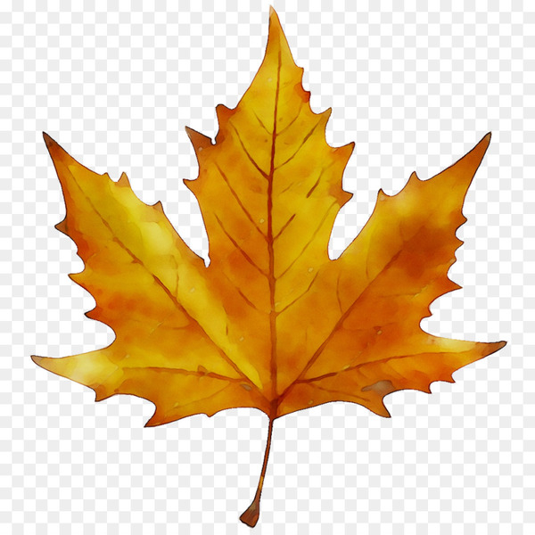 Free: London plane Tree American sycamore Suzu Bell - - nohat.cc