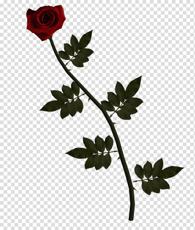 Free: Long Stem Red Rose, red rose flower transparent background PNG ...