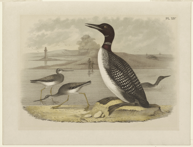 Free: Loon. Original from the Minneapolis | Free Photo - rawpixel ...