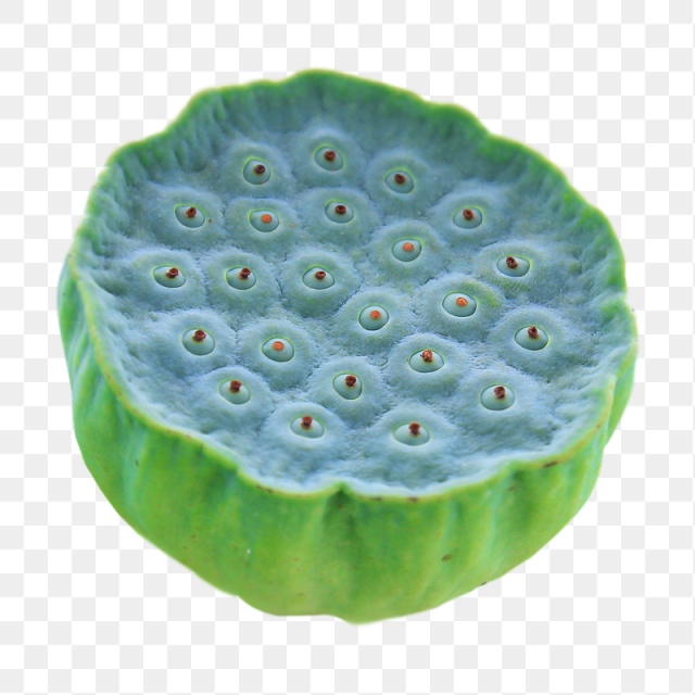 Free: Lotus seed pod png sticker, | Free PNG - rawpixel - nohat.cc