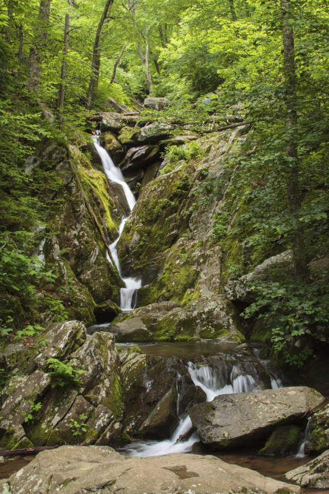 Free: Lower Dark Hollow Falls, forest | Free Photo - rawpixel - nohat.cc