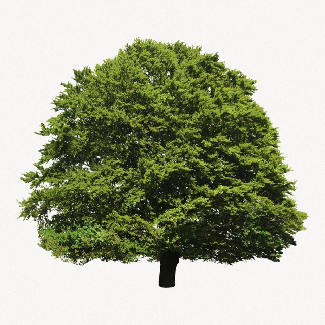 Free: Lush tree collage element, nature | Free PSD - rawpixel - nohat.cc