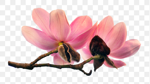 Free: Magnolia flowers png sticker, transparent | Free PNG - rawpixel ...