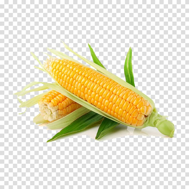Corn Kernel Clip Art Corn Kernel Vector Art, Icons, And Graphics For