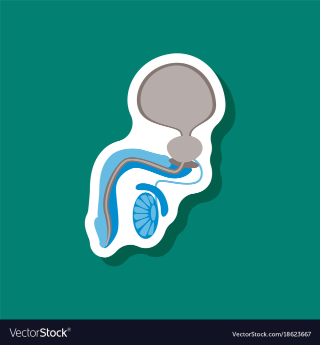 Free: Male reproductive system paper sticker on stylish vector image ...