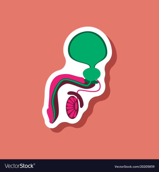 Free: Male reproductive system paper sticker on stylish vector image ...