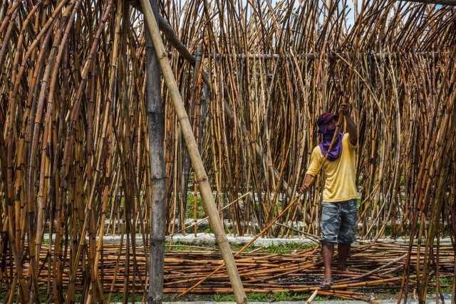 Free: Man collecting rattan, Quezon, Palawan, | Free Photo - rawpixel ...