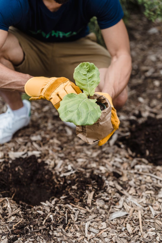 Free: man plant leaf outdoors - nohat.cc