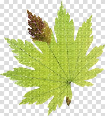 Free: Maple leaf Autumn Leaves Drawing, Leaf transparent background PNG ...