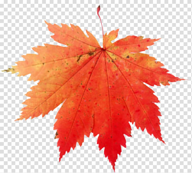 Free: Maple leaf Canada , Leaf transparent background PNG clipart ...