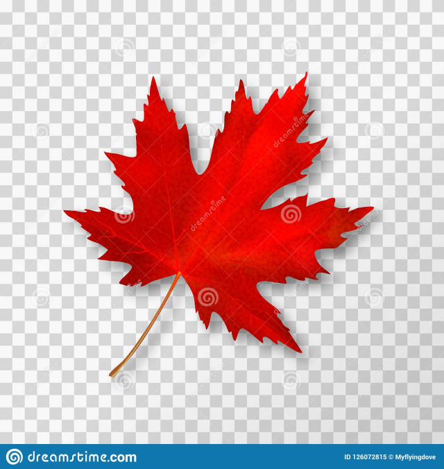 Free: Maple Leaf Isolated On Transparent Background. Bright Red Autumn ...