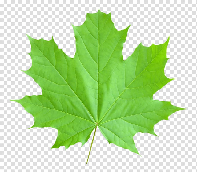 Free: Maple leaf , Maple leaf , Maple Leaf transparent background PNG clipart - nohat.cc