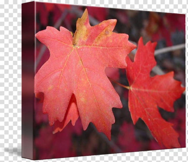 Free: Maple leaf, red maple leaves transparent background PNG clipart ...