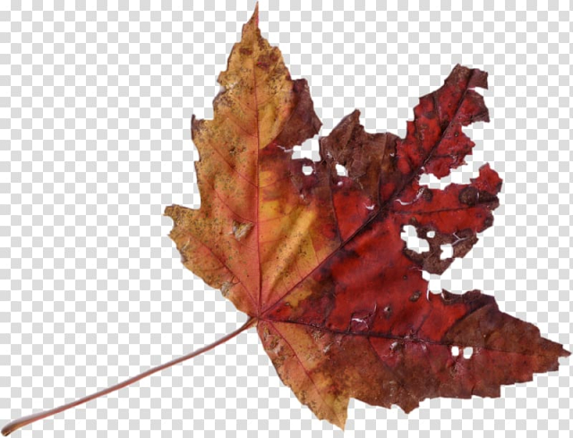 Free: Maple leaf scanner , autumn leaves transparent background PNG ...