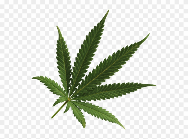Free: Marijuana Leaf Denver - Marijuana Leaf Transparent Background ...