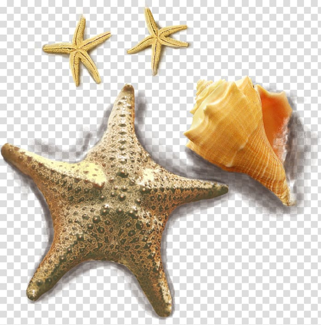 Free: Marine frame Conch , Conch shell transparent background PNG ...
