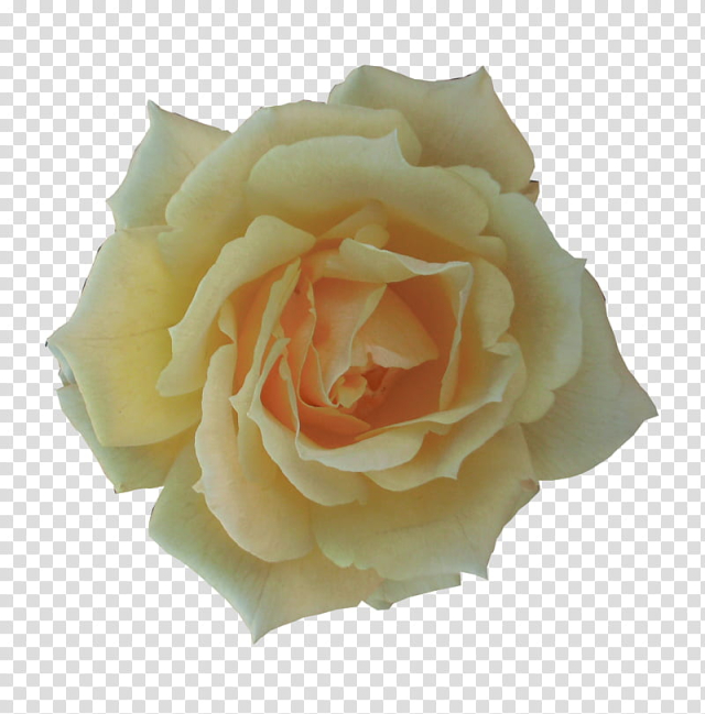 Free: Miscellaneous Roses , beige flower transparent background PNG ...