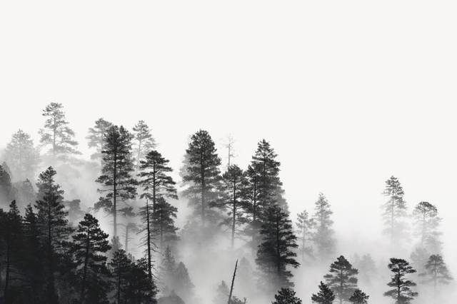 Free: Misty forest border collage element, | Free PSD - rawpixel - nohat.cc
