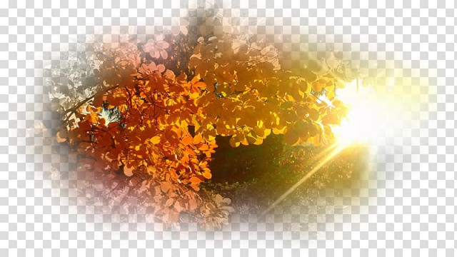 Free: Morning Daytime Autumn Night, others transparent background PNG ...
