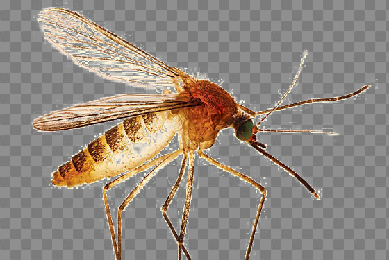 Free: Mosquito Transparent Images - nohat.cc
