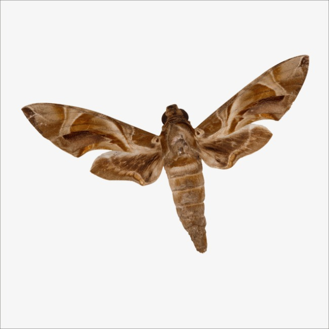 Free: Moth, Small Insects, Small Creatures, Small PNG Transparent Image ...