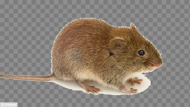 Free: Mouse Animal (Mice) PNG Transparent Images | PNG All - nohat.cc