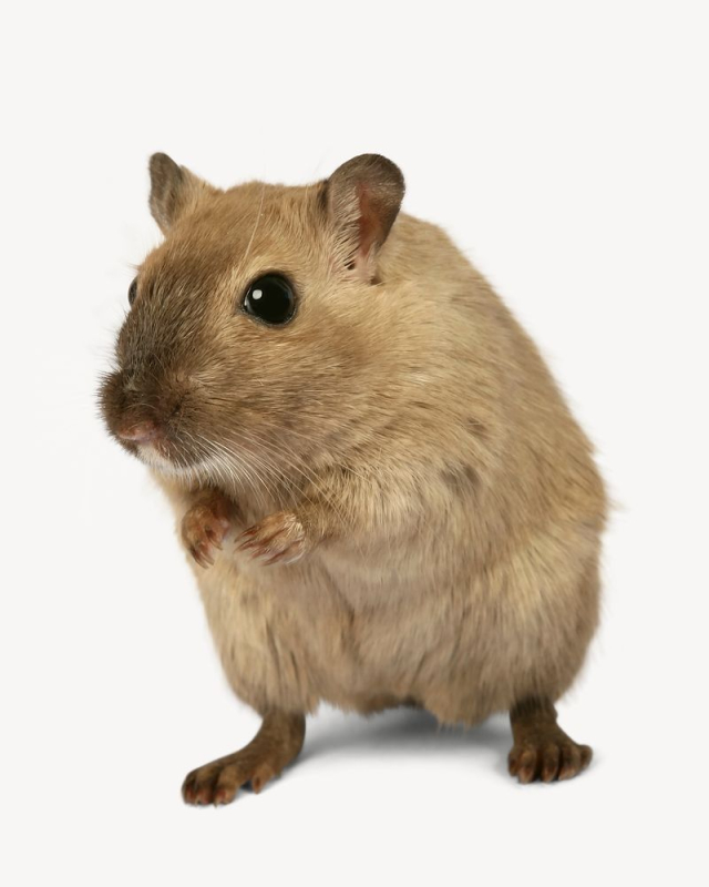 Free: Mouse collage element psd | Free PSD - rawpixel - nohat.cc