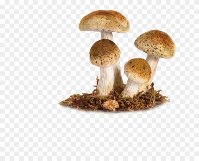 Free: Mushroom Png Image - Fungi Transparent Background Gif - nohat.cc