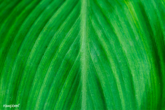 Free: Nature pattern background | Free stock vector - 597280 - nohat.cc