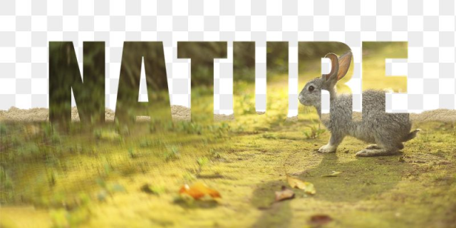 Free: Nature word png border sticker, | Free PNG - rawpixel - nohat.cc