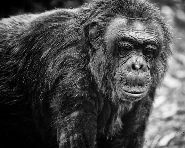 Free: old_chimp.jpg - nohat.cc