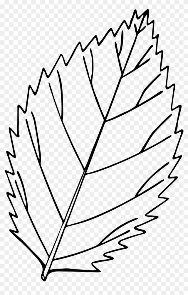 Free: Open - Leaf Drawing Png - nohat.cc