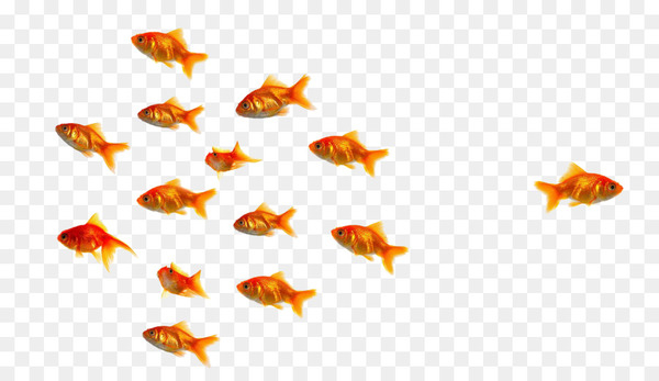 Free: Oranda Fish 1080p Wallpaper - Gold fish - nohat.cc