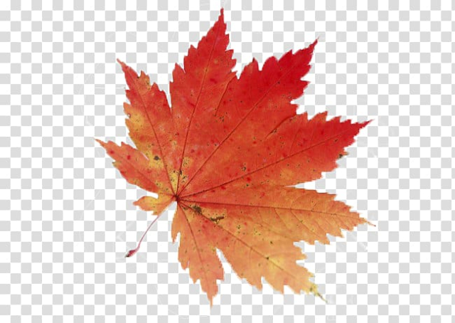 Free: Orange leaf, Acer shirasawanum Japanese maple Acer japonicum Maple leaf, Maple Leaf ...